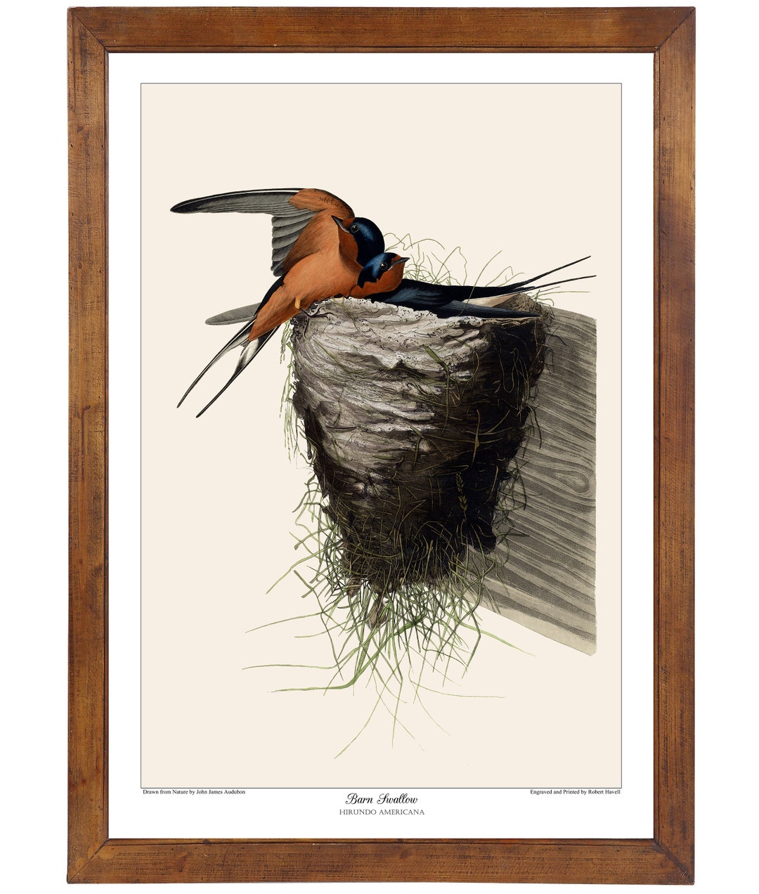 Barn Swallow; 24x36 Inch Print Based on a Vintage Painting by John ...