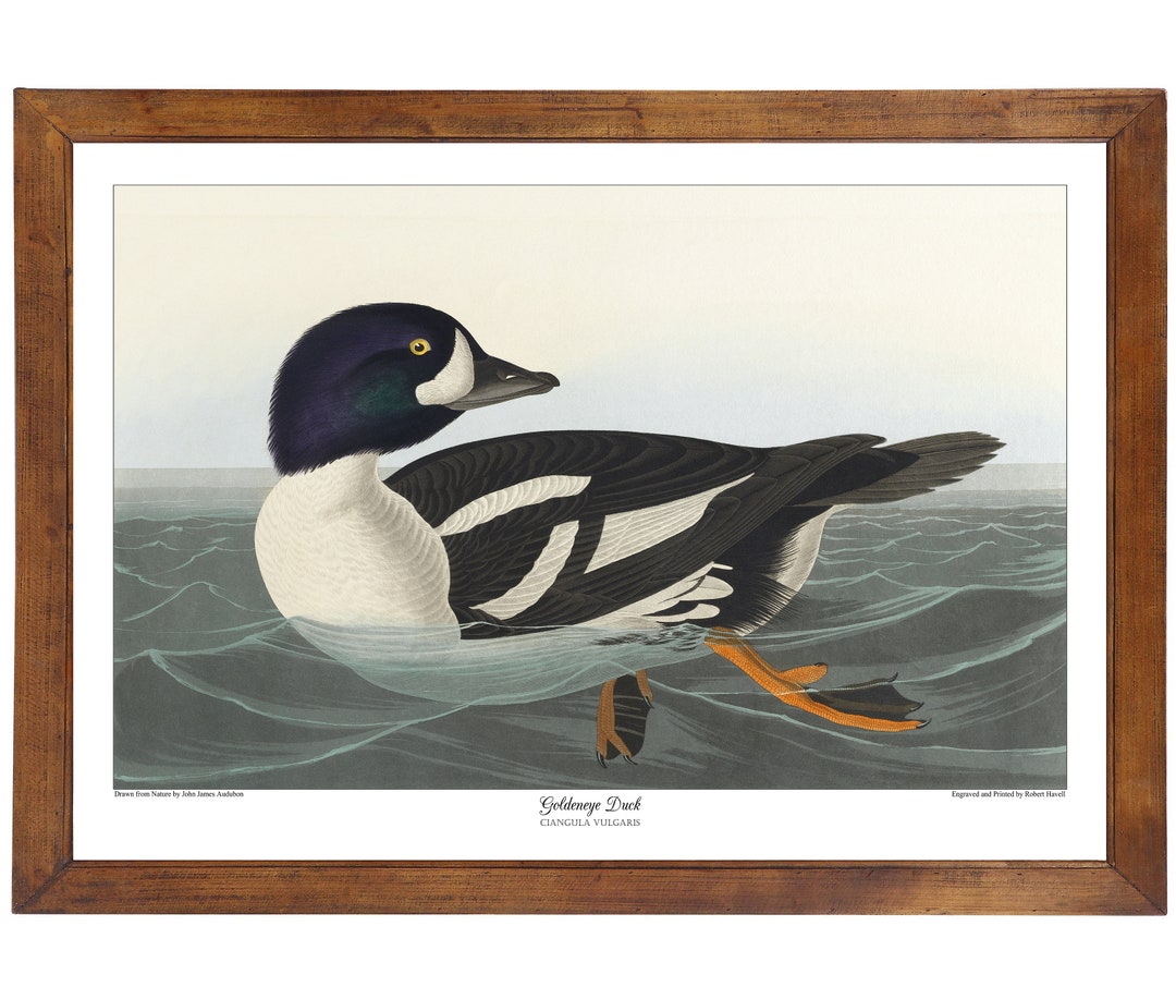 Goldeneye Duck; 24x36 Inch Print Based on a Vintage Painting by John ...