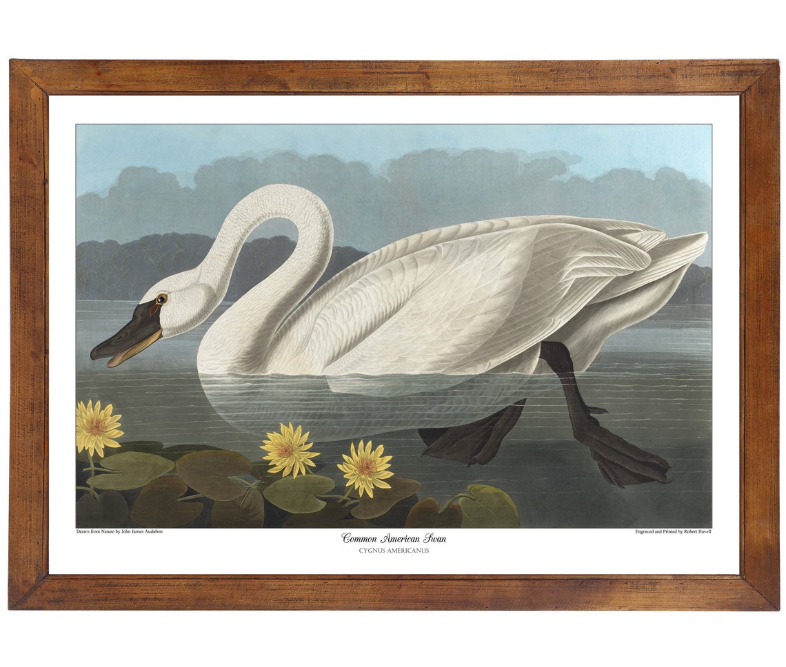 Common American Swan; 24x36 Inch Print Based on a Vintage Painting by ...