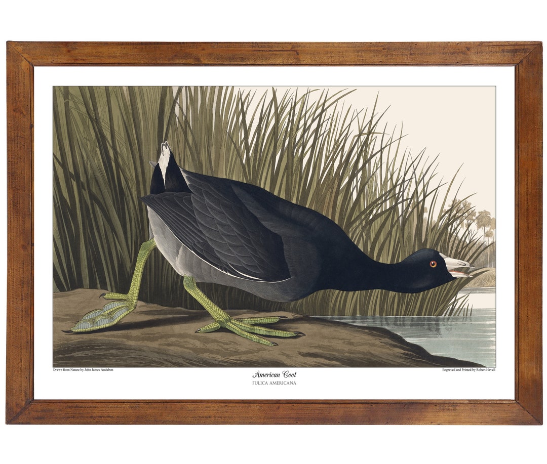 American Coot; 24x36 Inch Print Based on a Vintage Painting by John ...