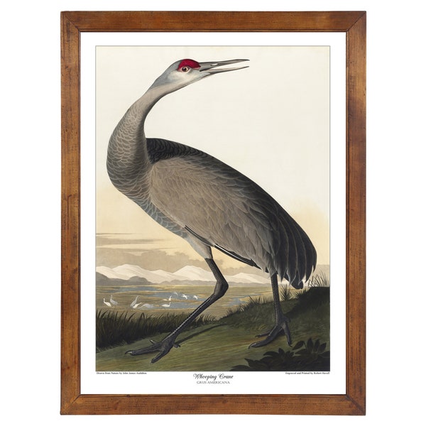 Whooping Crane - Etsy