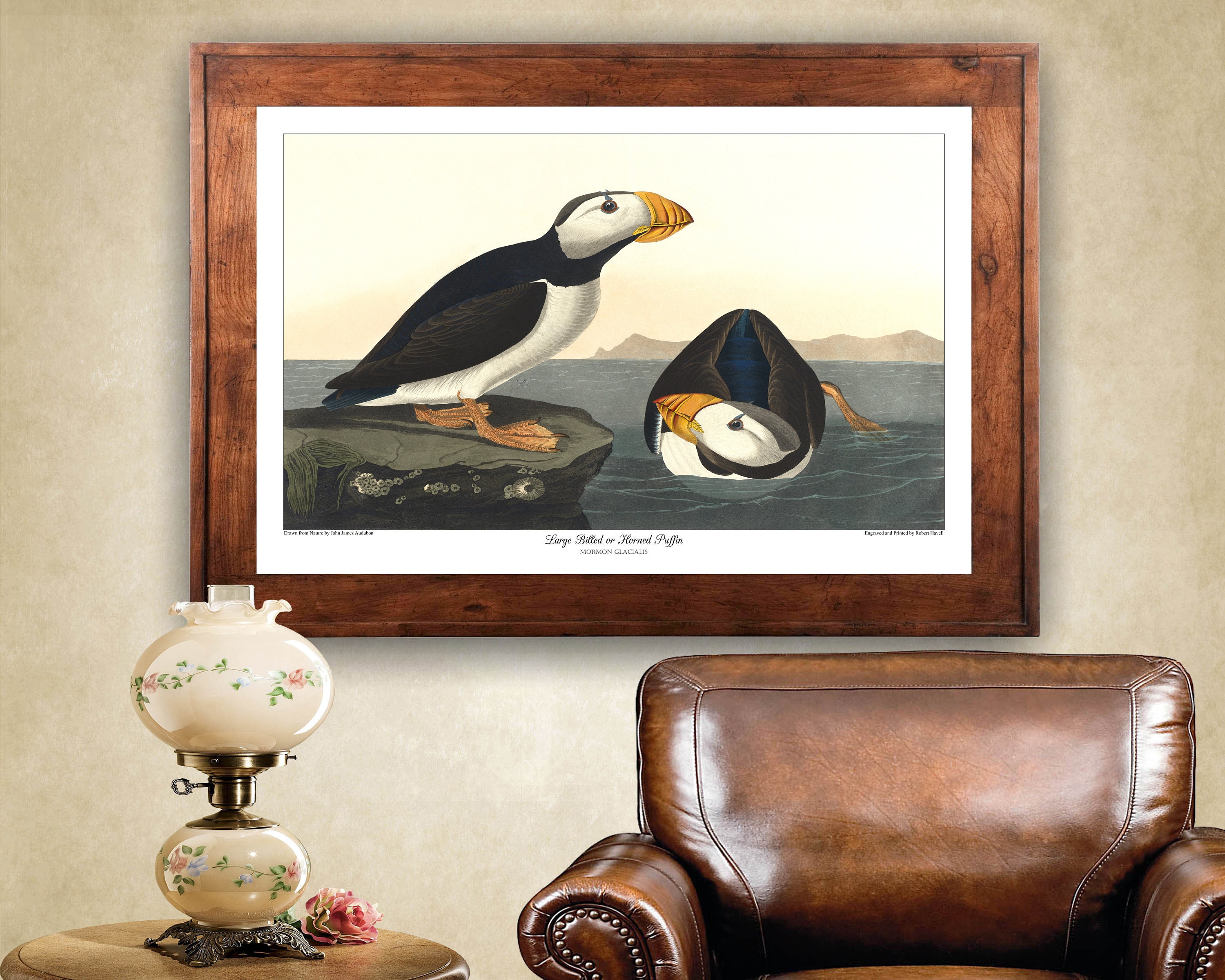 Large Billed Puffin Audubon