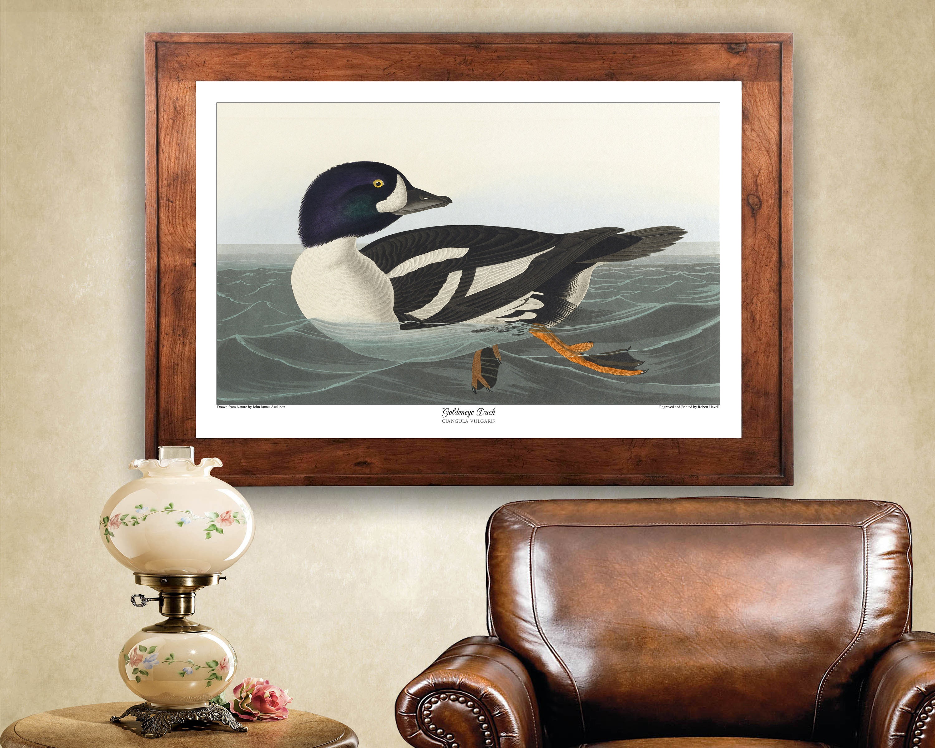 Goldeneye Duck; 24x36 Inch Print Based on a Vintage Painting by John ...