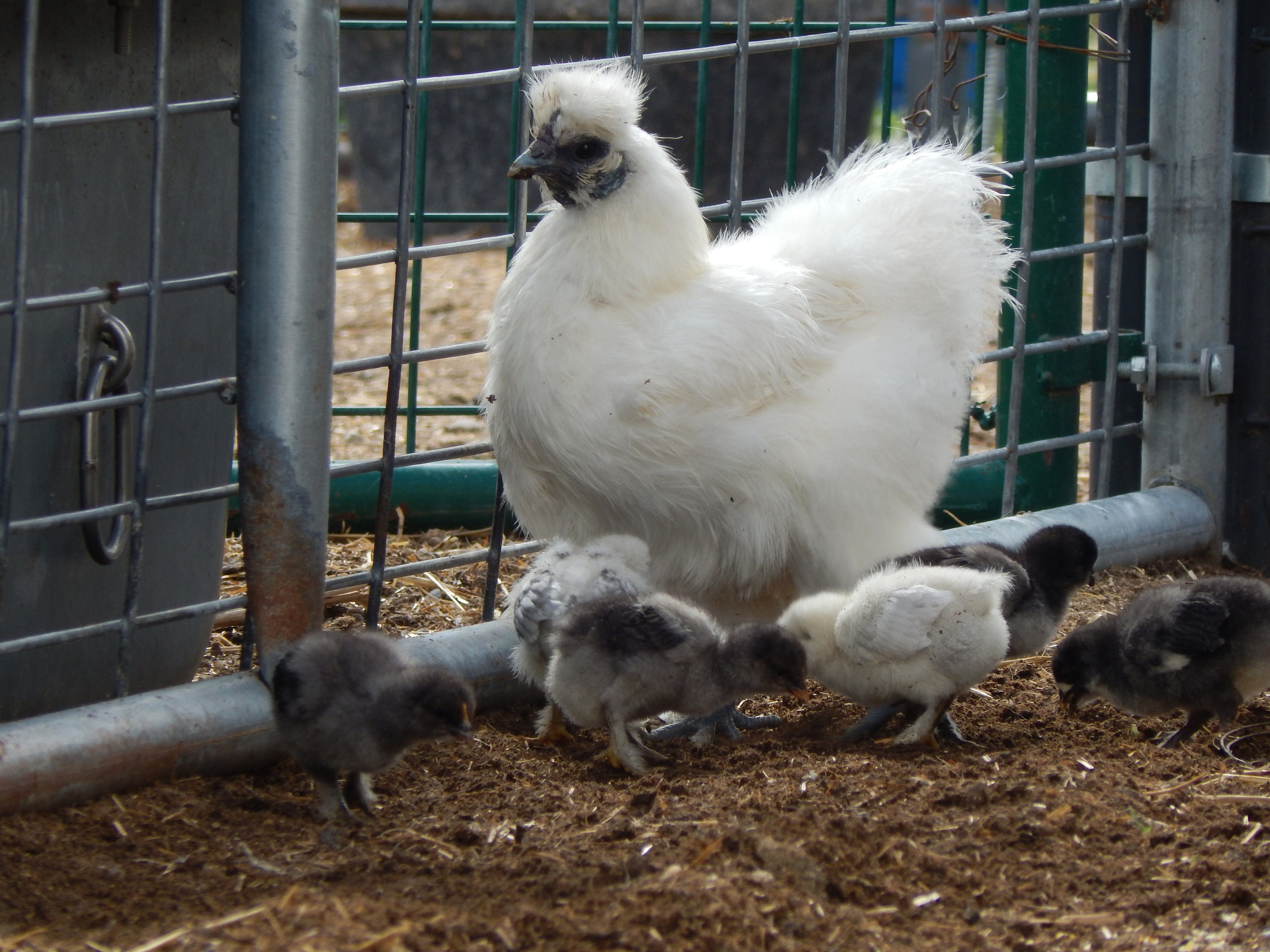 Buffy's Wish, Children's Storybook, Baby Farm Animals, Birthday Gift ...