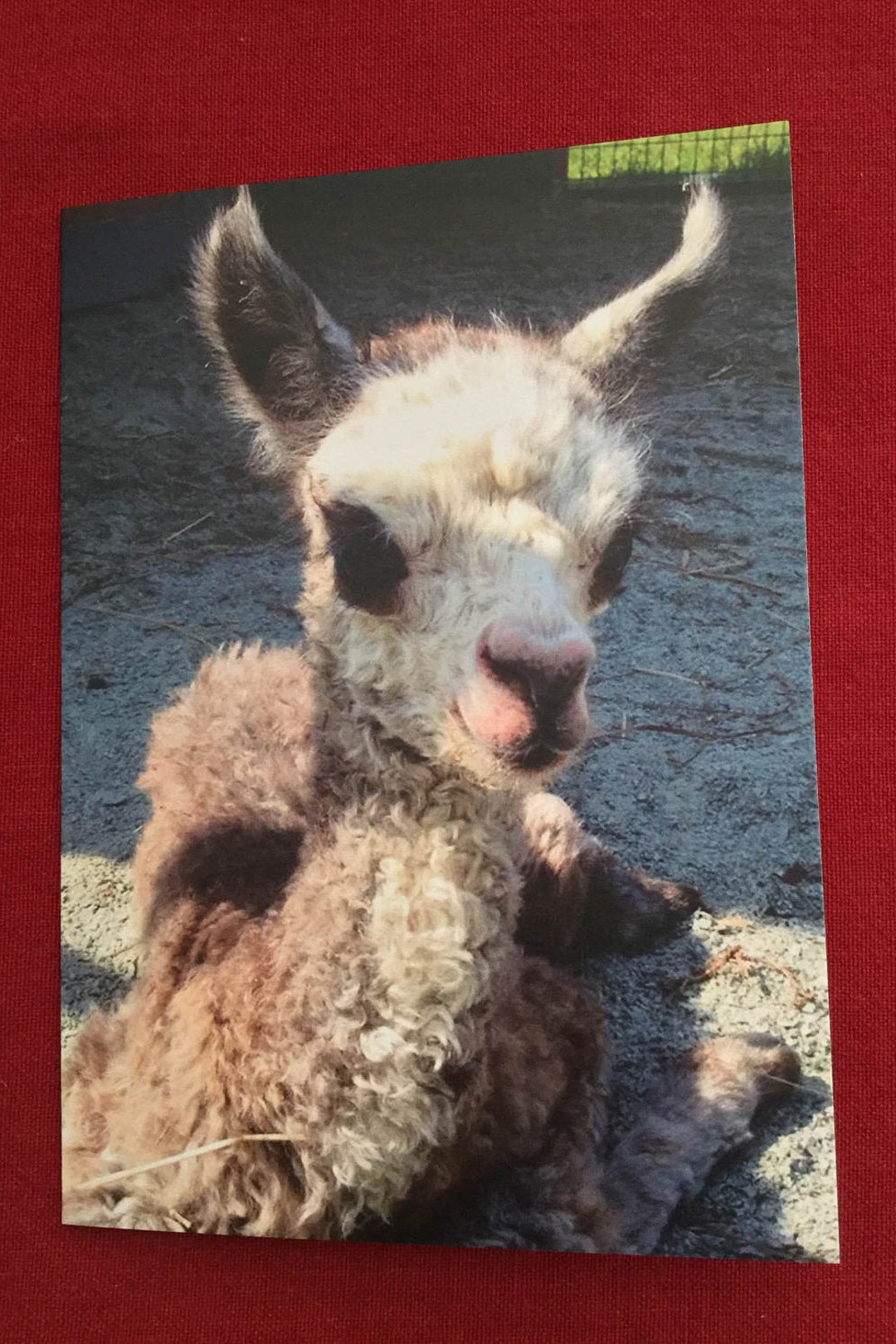 Baby Alpaca Cards/blank Cards/alpaca Gift/alpaca Cards & Envelopes ...