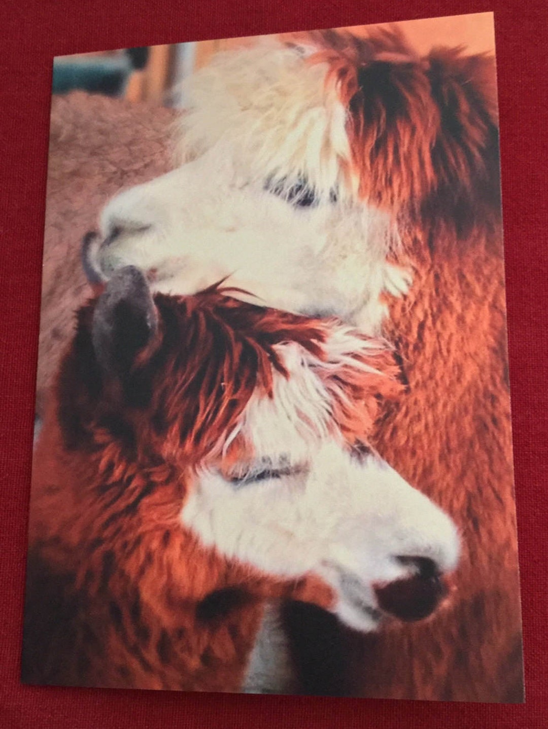 Alpaca Cards/blank Cards/alpaca Gift/alpaca Cards & Envelopes/alpaca ...