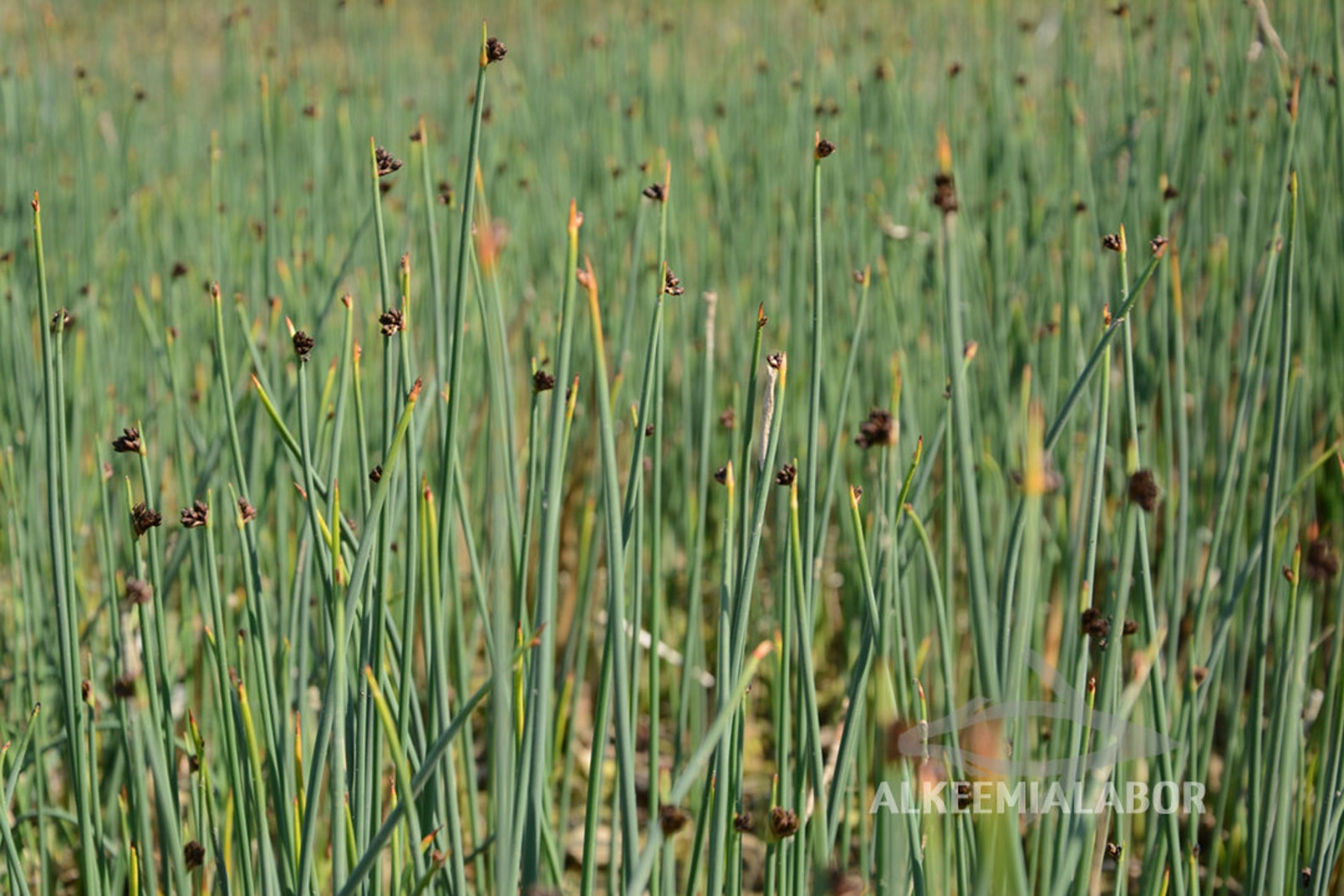 Tule Plants Near Seashore - Fine Art Photography, Instant Download ...