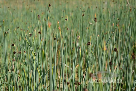 Tule Plants Near Seashore Fine Art Photography Instant | Etsy