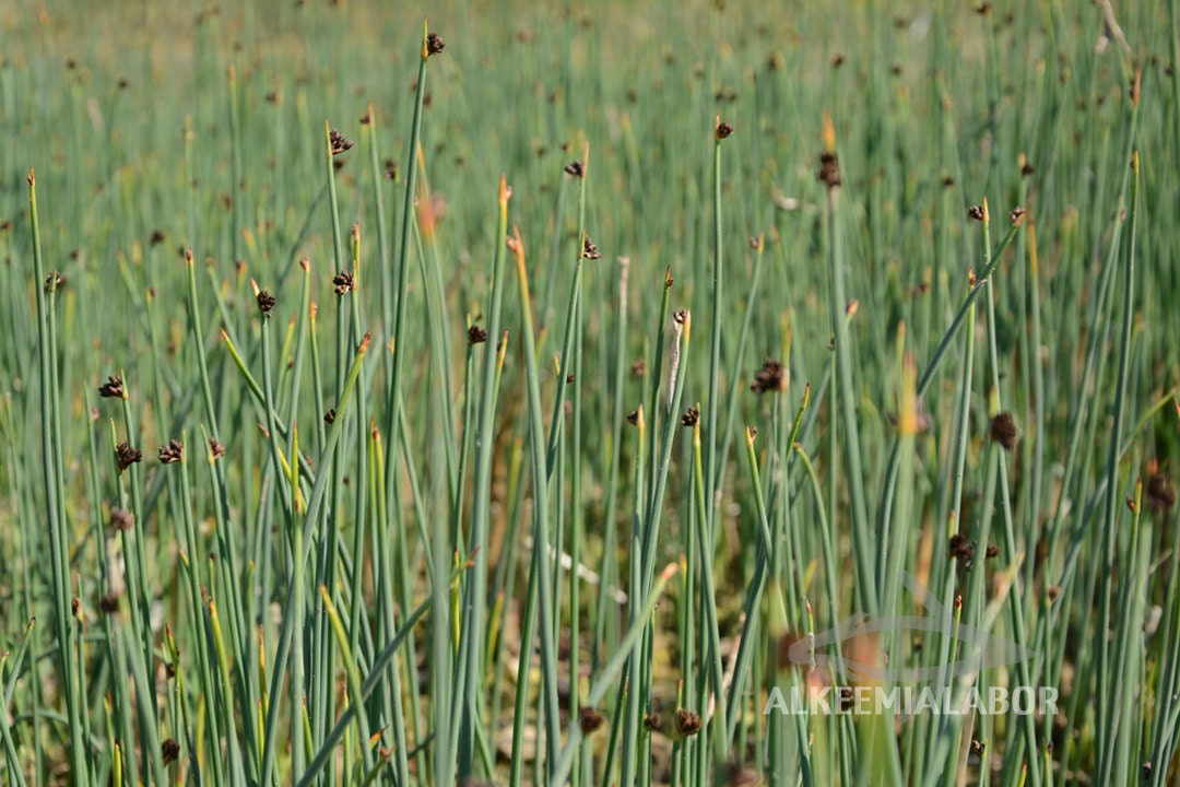 Tule Plants Near Seashore - Fine Art Photography, Instant Download ...