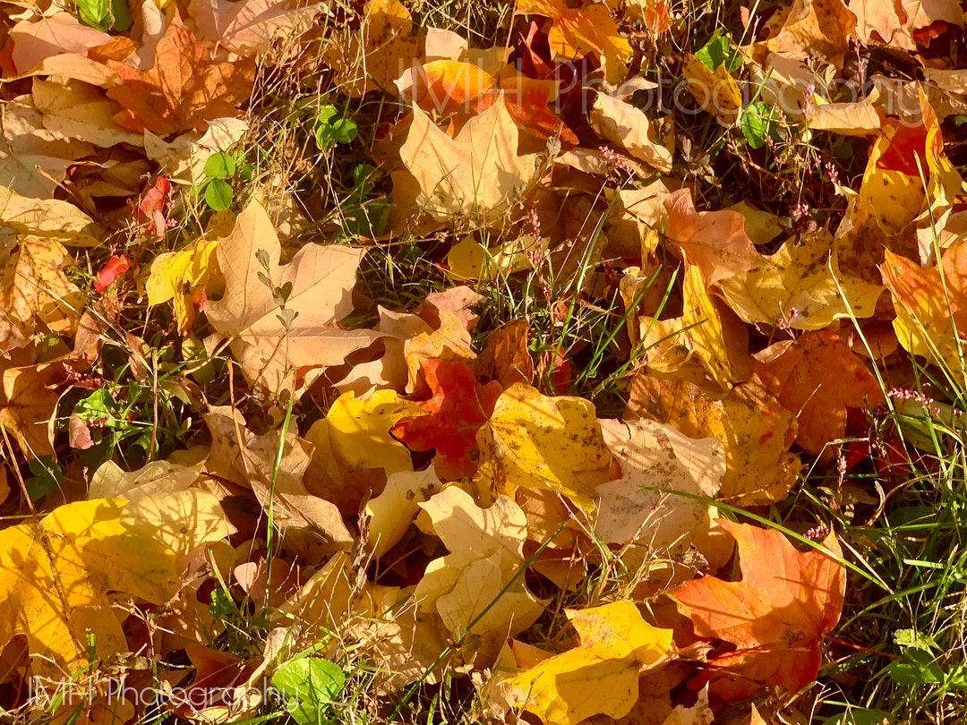 Autumn Leaves - Missouri, Trees, Parks, Color, Beauty, Fall, Autumn ...