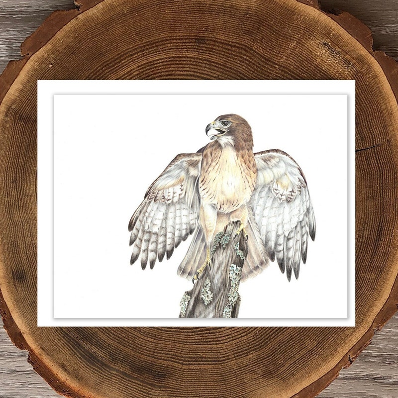 Hawk Cards Greeting Cards - Etsy