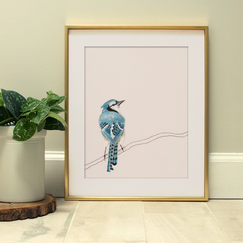Blue Jay Print - Etsy