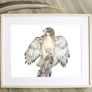 Red-tailed Hawk Art Print - Etsy