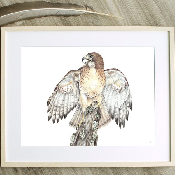 Red Tailed Hawk - Etsy