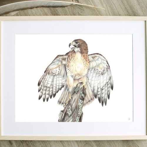 Red-tailed Hawk Drawing by Wildlife Artist Julie Anne Collier - Etsy