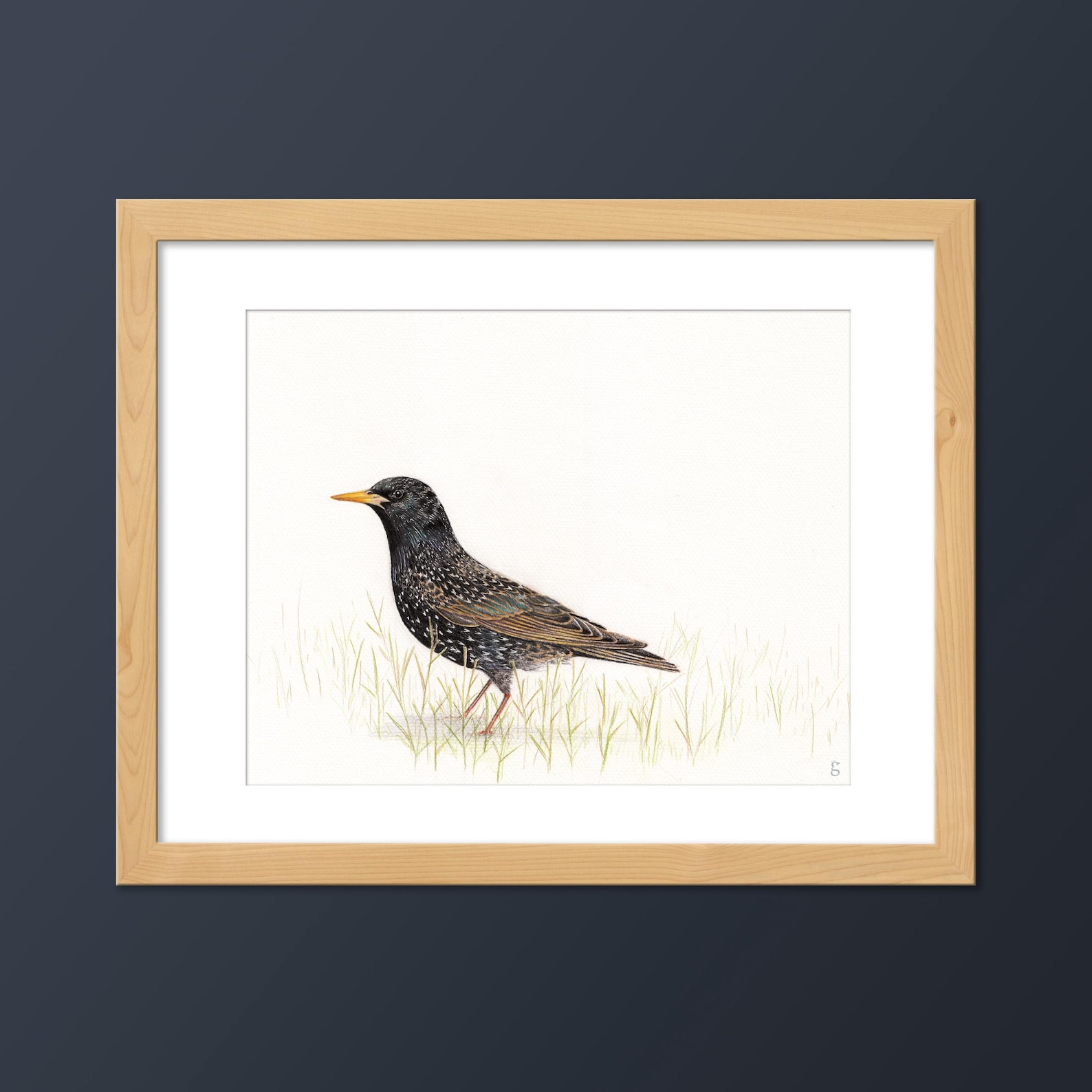 European Starling Bird Art Print - Etsy