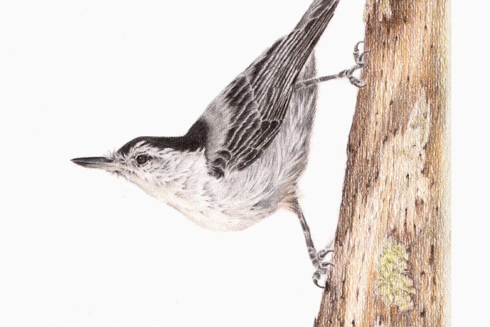 White-breasted Nuthatch Bird Art Print Wildlife Art Print Outdoor Gift ...