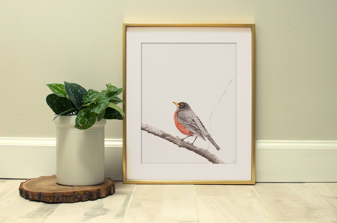 American Robin Bird Art Print - Etsy