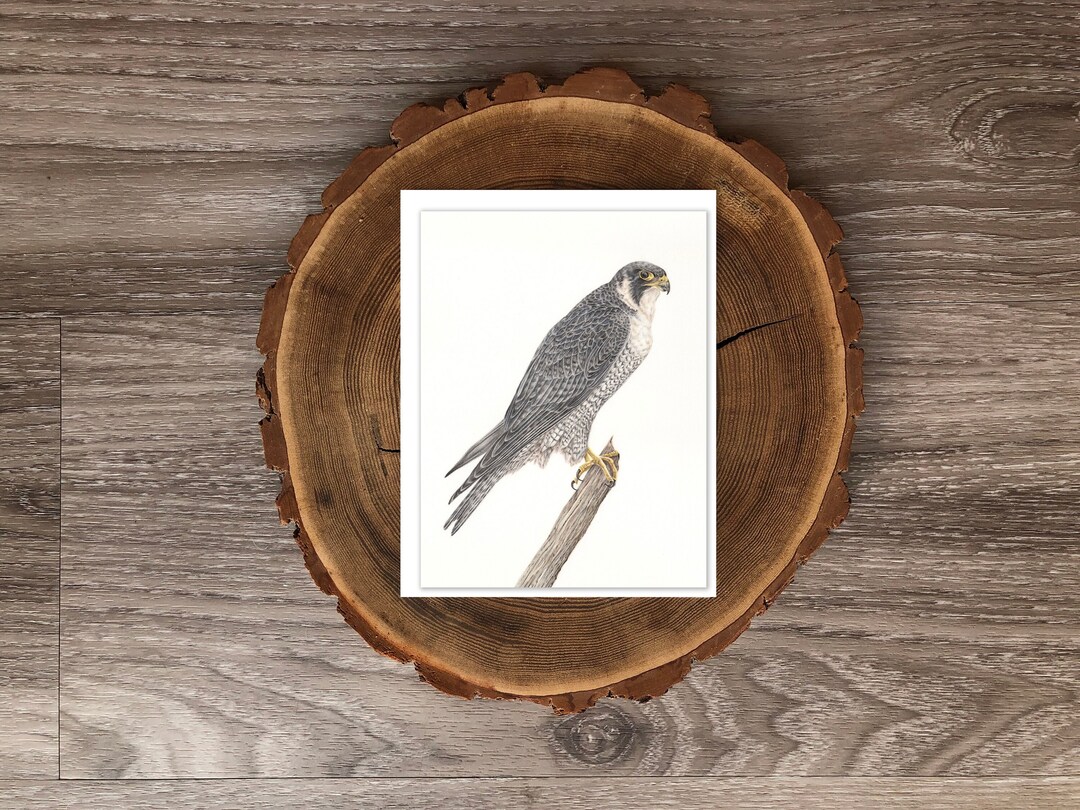 Peregrine Falcon Blank Greeting Card - Etsy