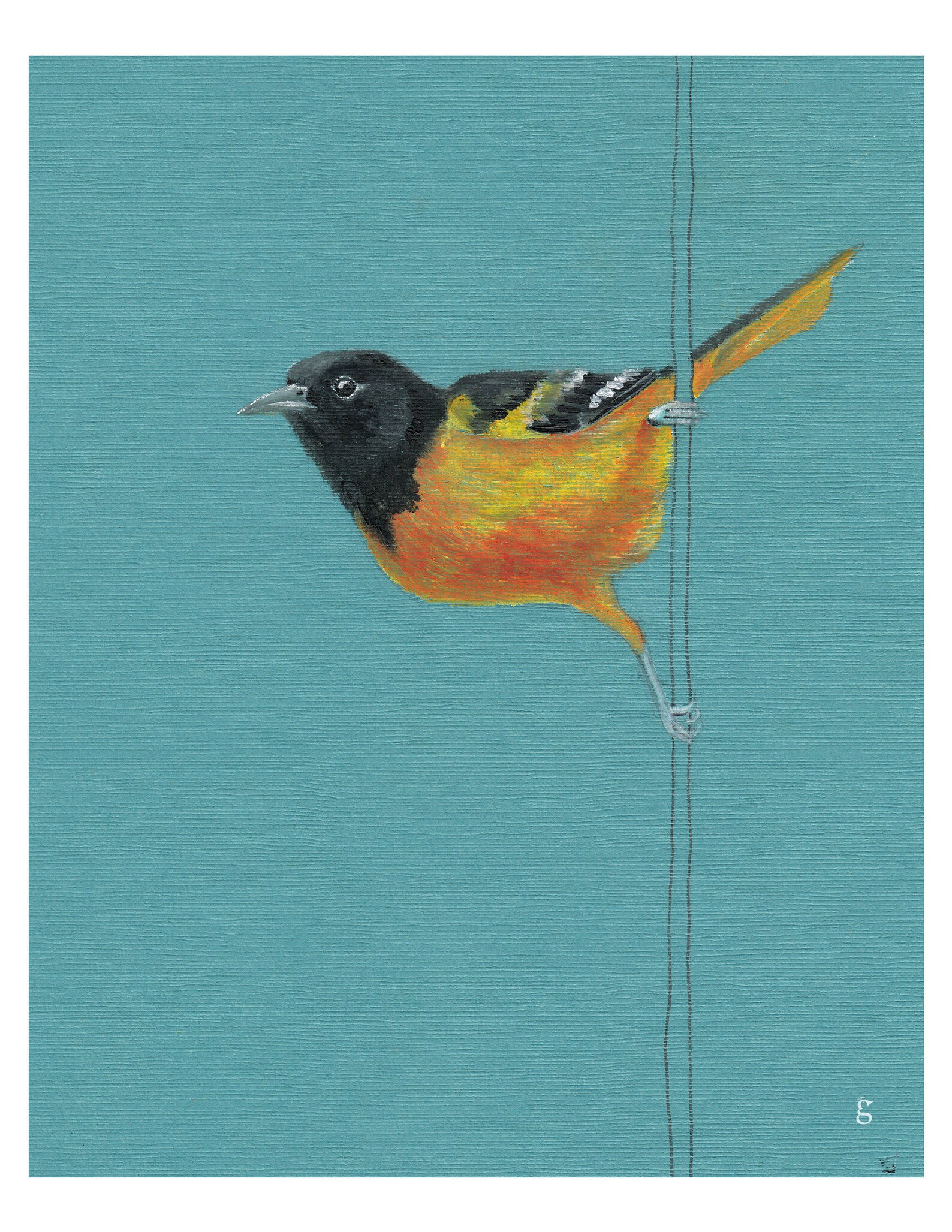 Baltimore Oriole Bird Art Print Wildlife Art Print Outdoor - Etsy