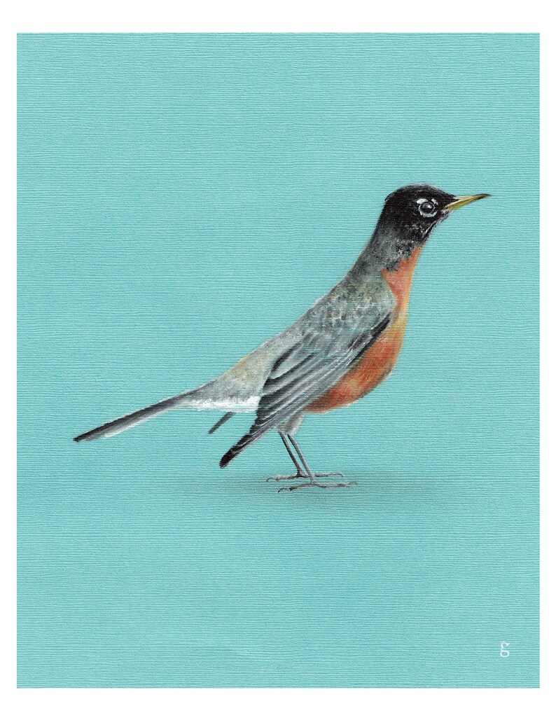 American Robin Bird Art Print Wildlife Art Print Outdoor - Etsy