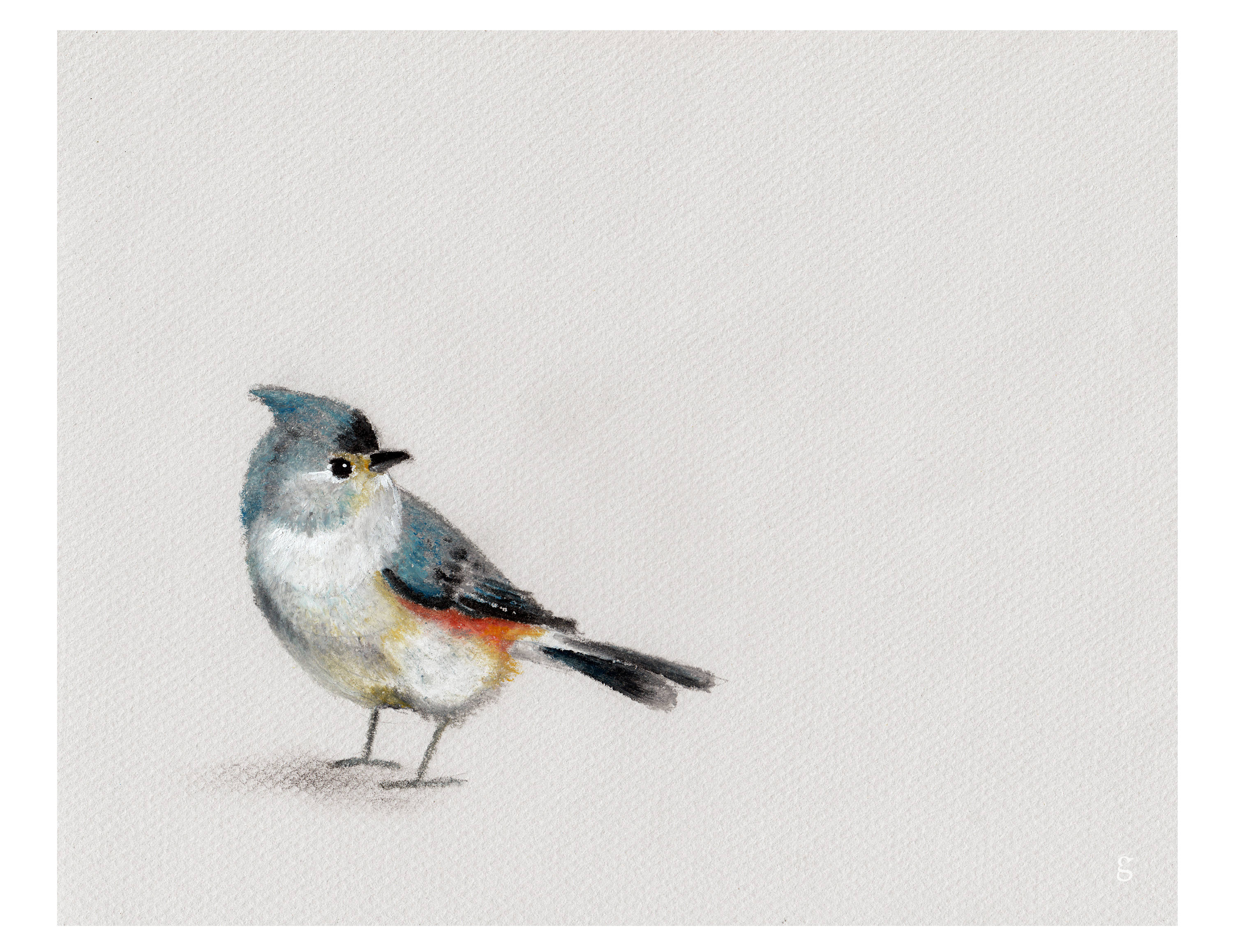 Tufted Titmouse Bird Art Print - Etsy