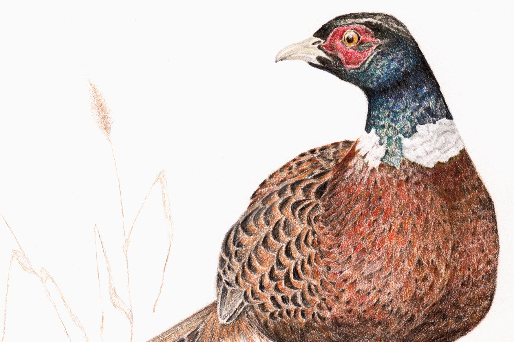 Common Pheasant Bird Art Print Wildlife Art Print Outdoor - Etsy