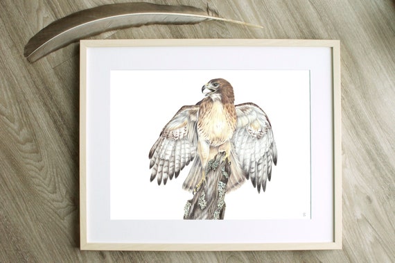 Red-tailed Hawk Art Print | Etsy