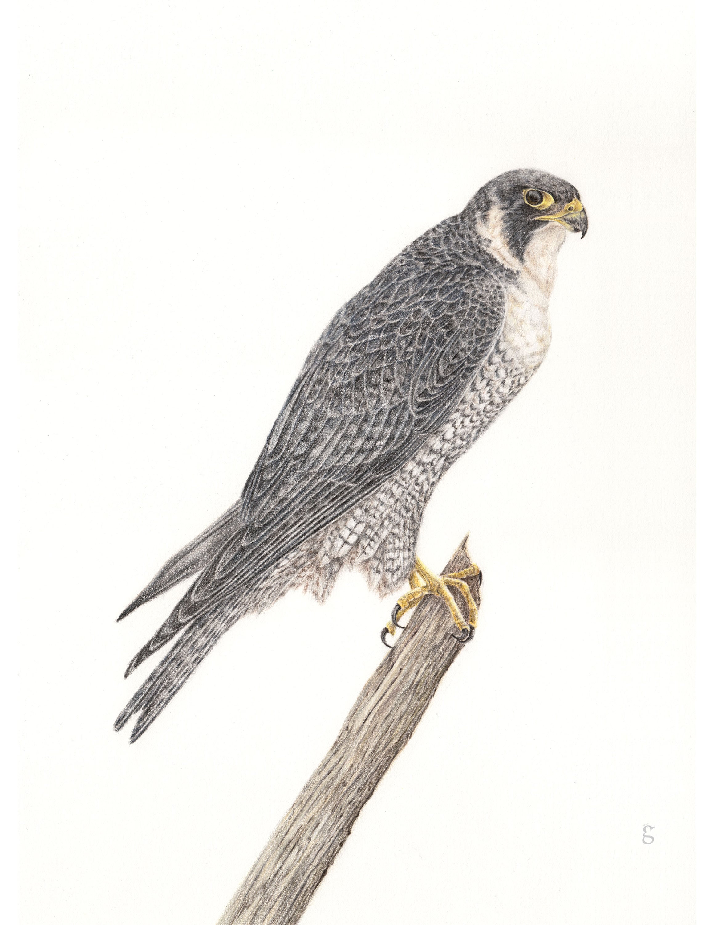 Peregrine Falcon Art Print - Etsy