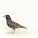European Starling Bird Art Print - Etsy