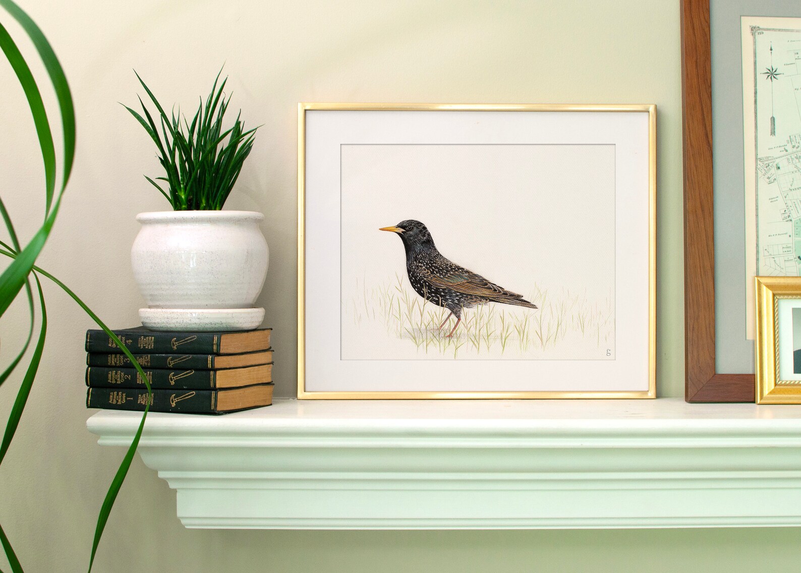 European Starling Bird Art Print - Etsy