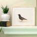 European Starling Bird Art Print - Etsy