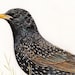 European Starling Bird Art Print - Etsy