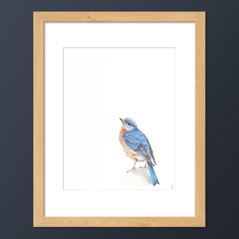 Bluebird Wall Art - Etsy