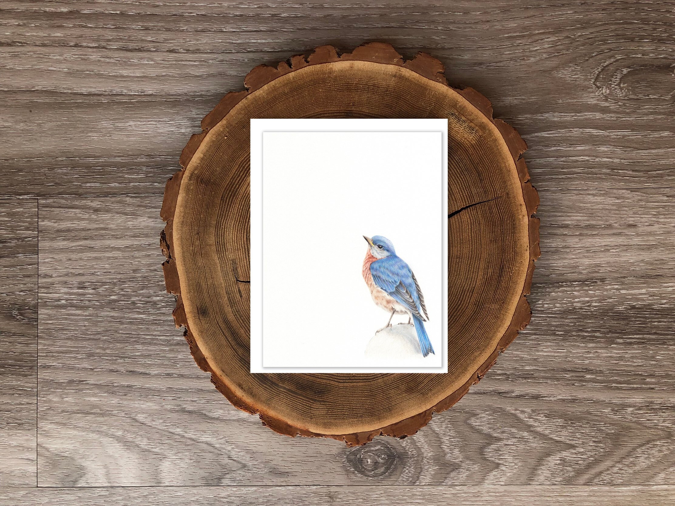 Eastern Bluebird Blank Greeting Card - Etsy