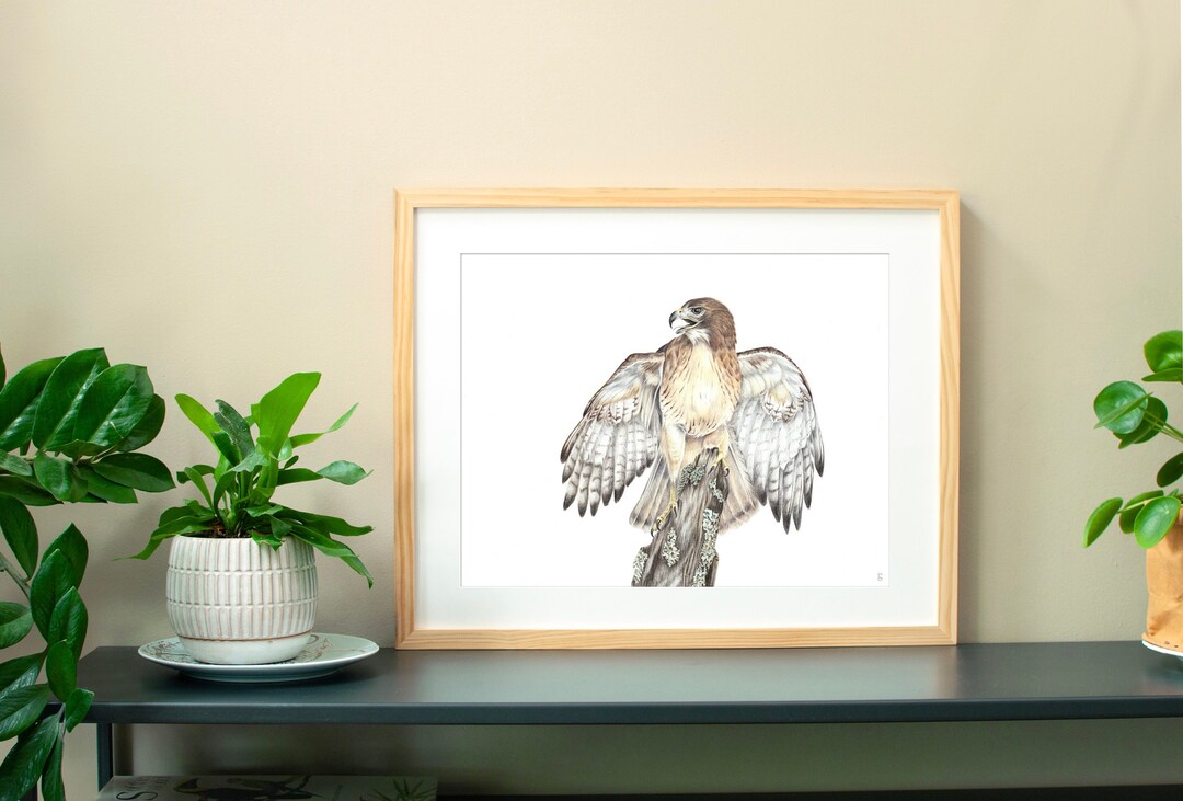 Red-tailed Hawk Art Print - Etsy