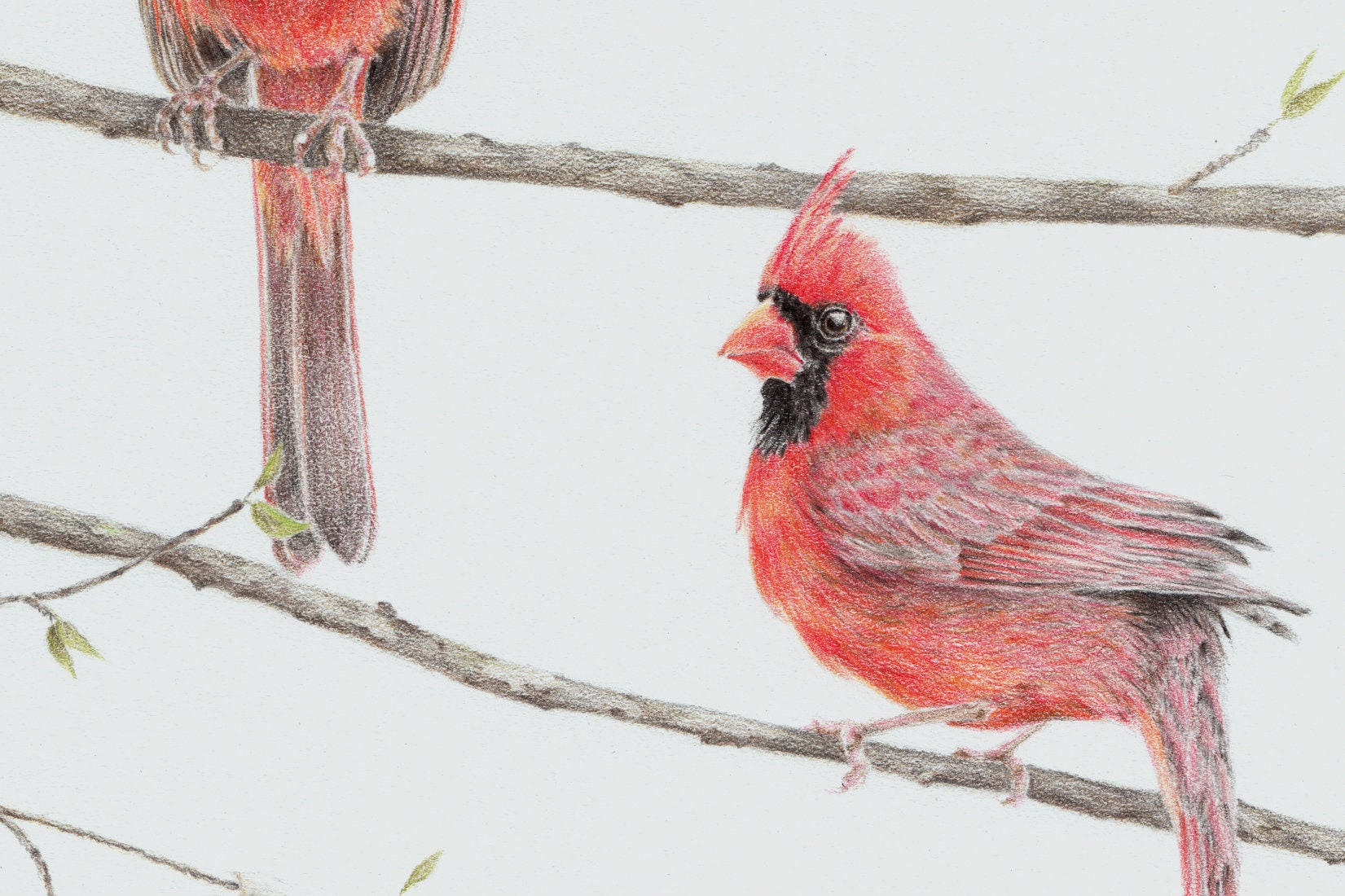 Northern Cardinal Bird Art Print Wildlife Art Print Outdoor Gift Bird ...