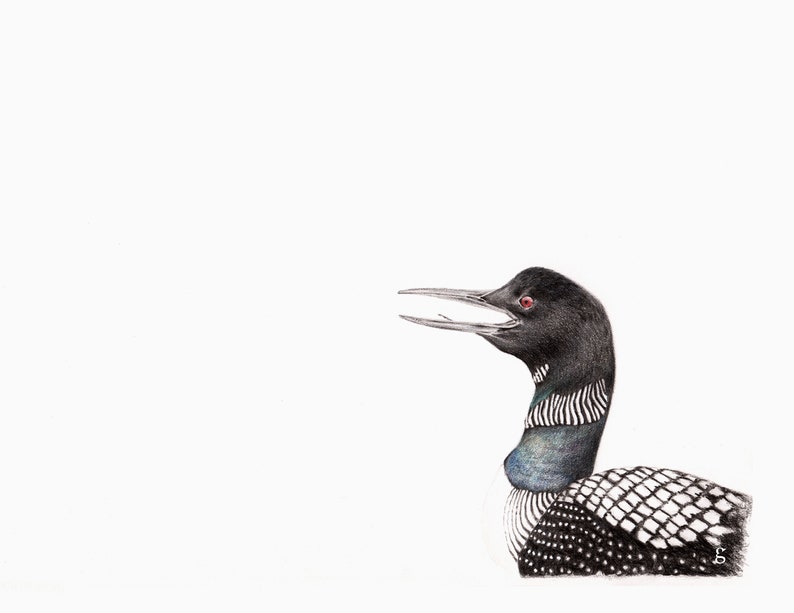 Common Loon Bird Art Print Wildlife Art Print Outdoor Gift Minnesota ...