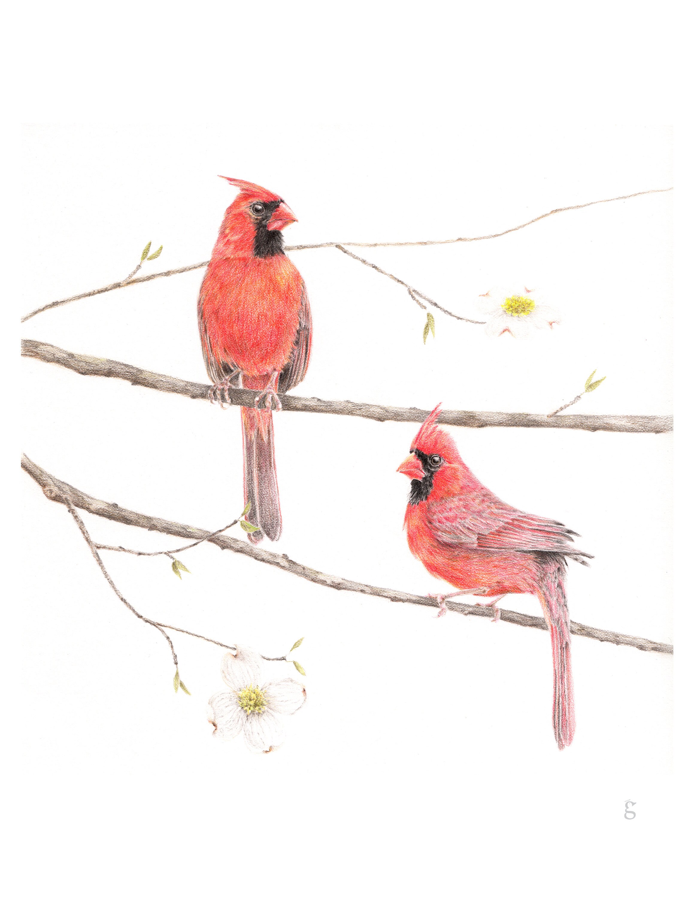 Northern Cardinal Bird Art Print Wildlife Art Print Outdoor Gift Bird ...