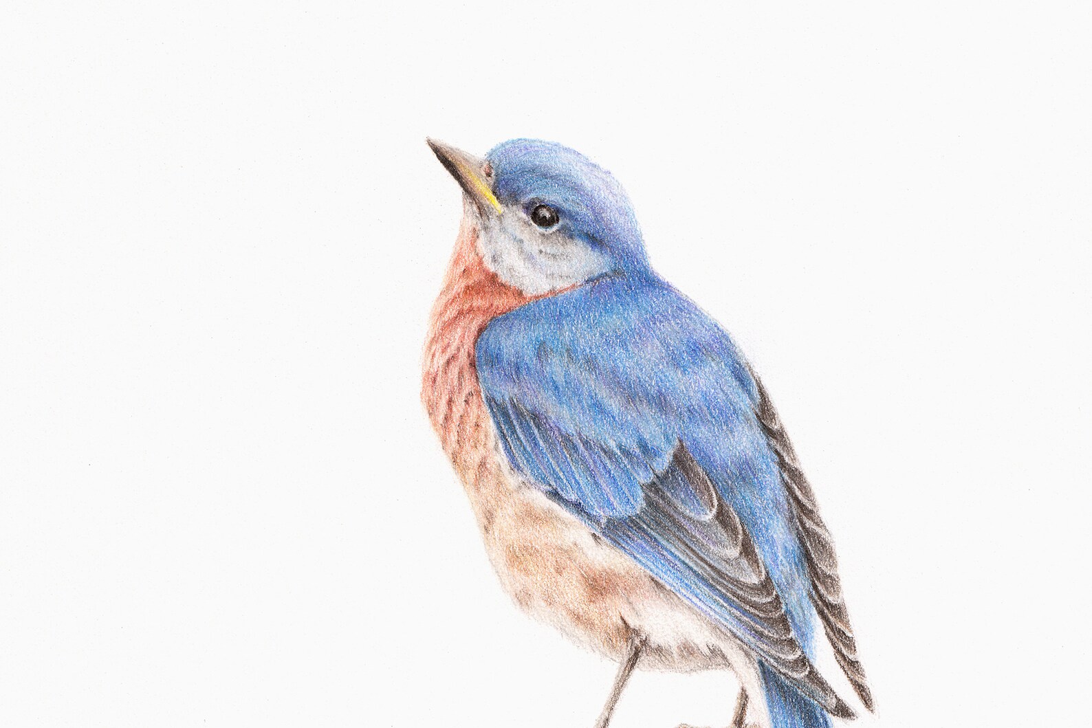 Eastern Bluebird Art Print Wildlife Backyard Bird Art Print | Etsy