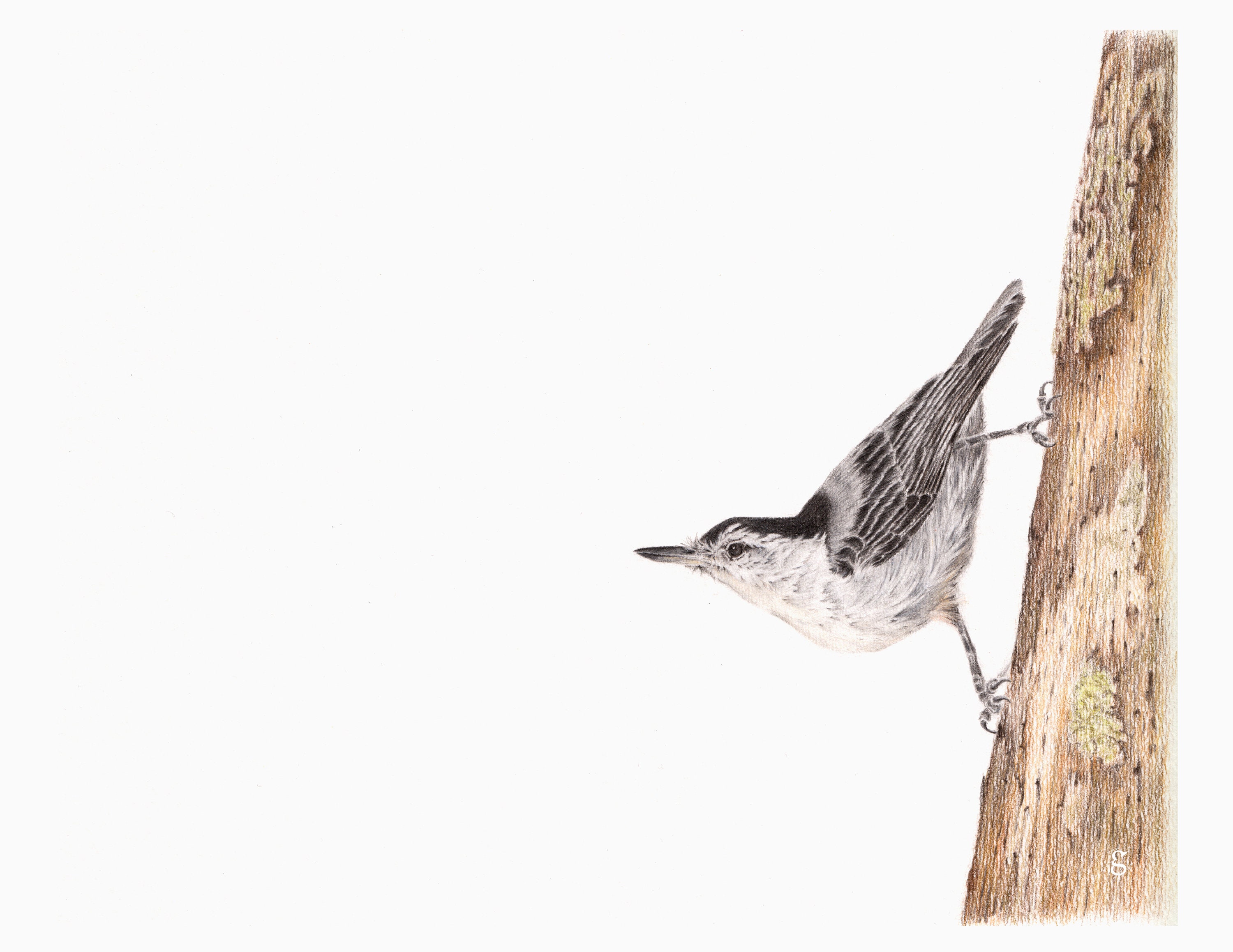 White-breasted Nuthatch Bird Art Print Wildlife Art Print Outdoor Gift ...