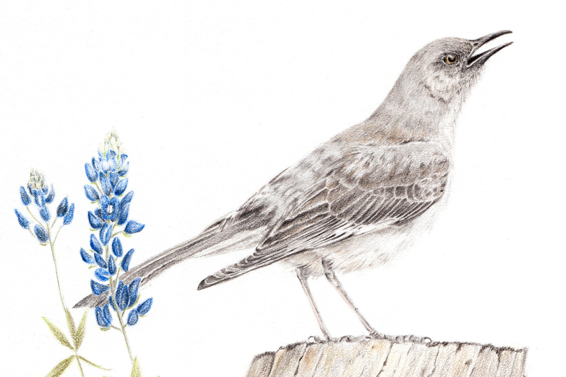 Northern Mockingbird Bird Art Print Wildlife Art Print - Etsy