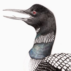 Common Loon Bird Art Print Wildlife Art Print Outdoor Gift Minnesota ...