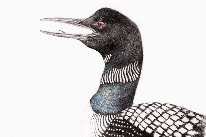 Common Loon Bird Art Print Wildlife Art Print Outdoor Gift Minnesota ...