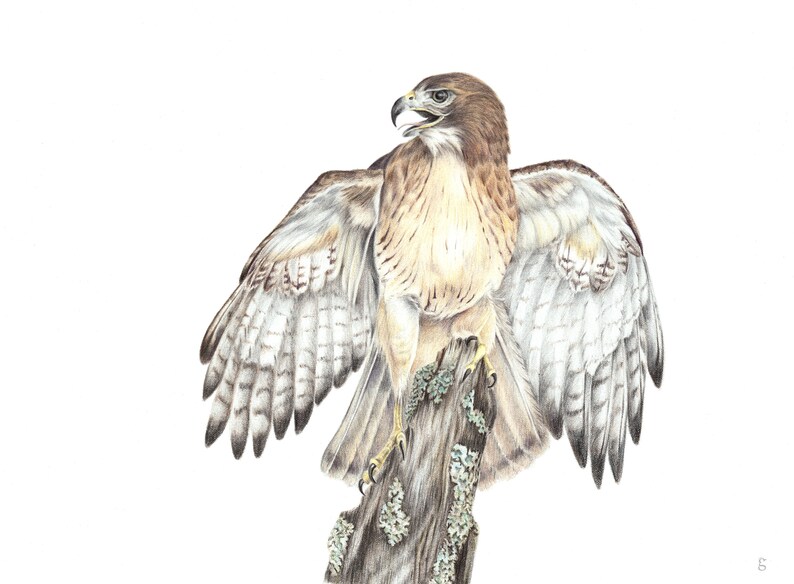Red-tailed Hawk Art Print | Etsy