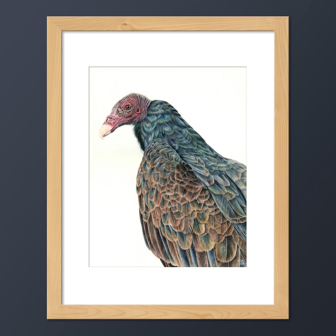 Turkey Vulture Art Print - Etsy