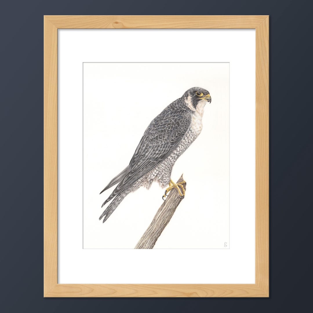Peregrine Falcon Bird Art Print - Etsy