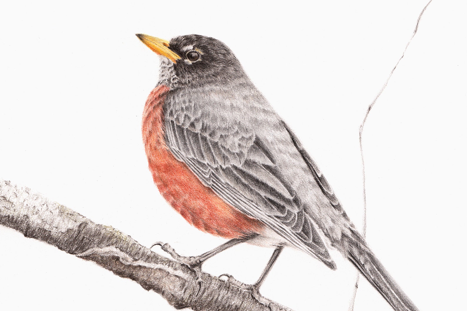 American Robin Bird Art Print - Etsy