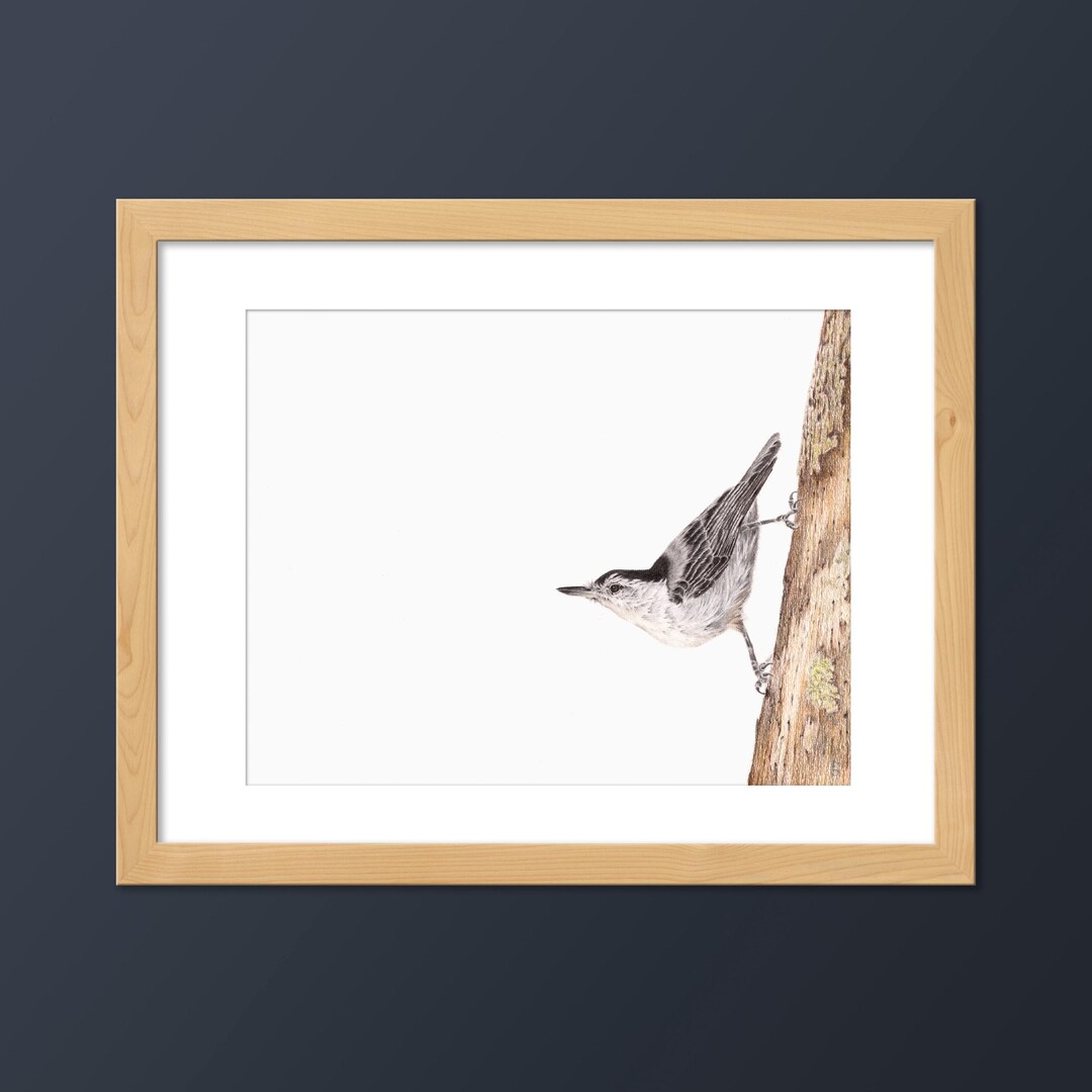 White-breasted Nuthatch Bird Art Print - Etsy
