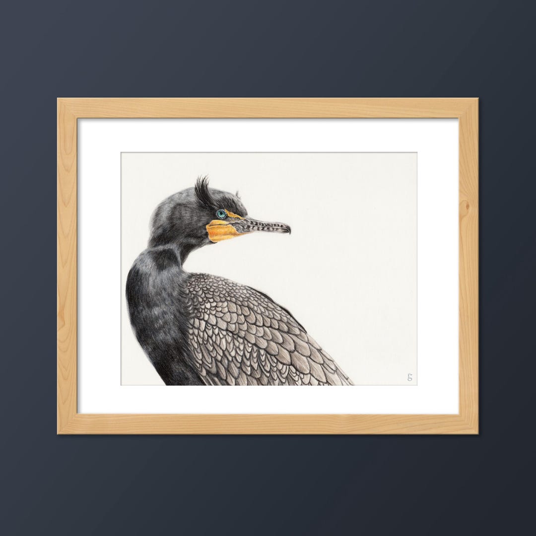 Double-crested Cormorant Art Print - Etsy